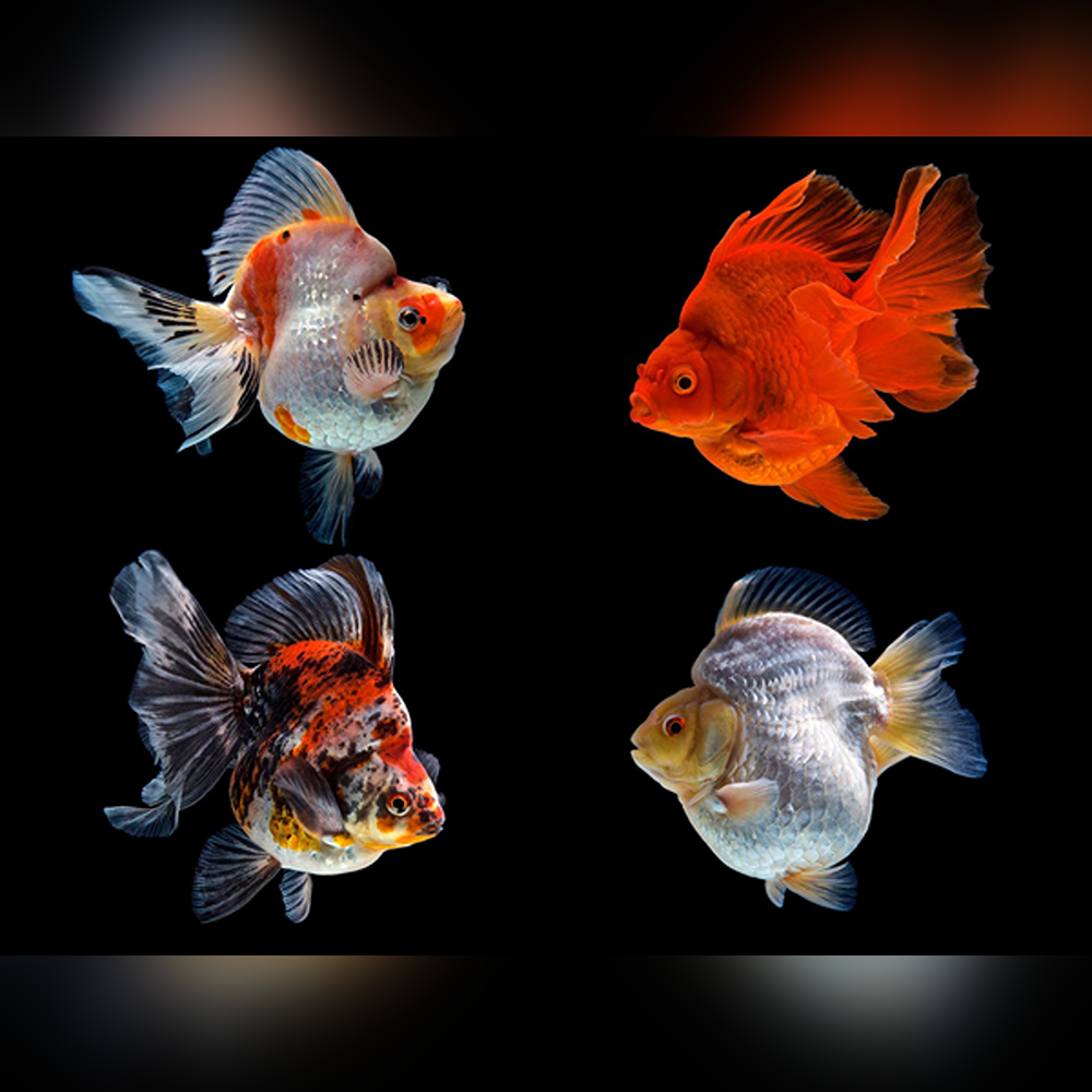 Assorted Ryukin Goldfish | Riverpark Aquatics