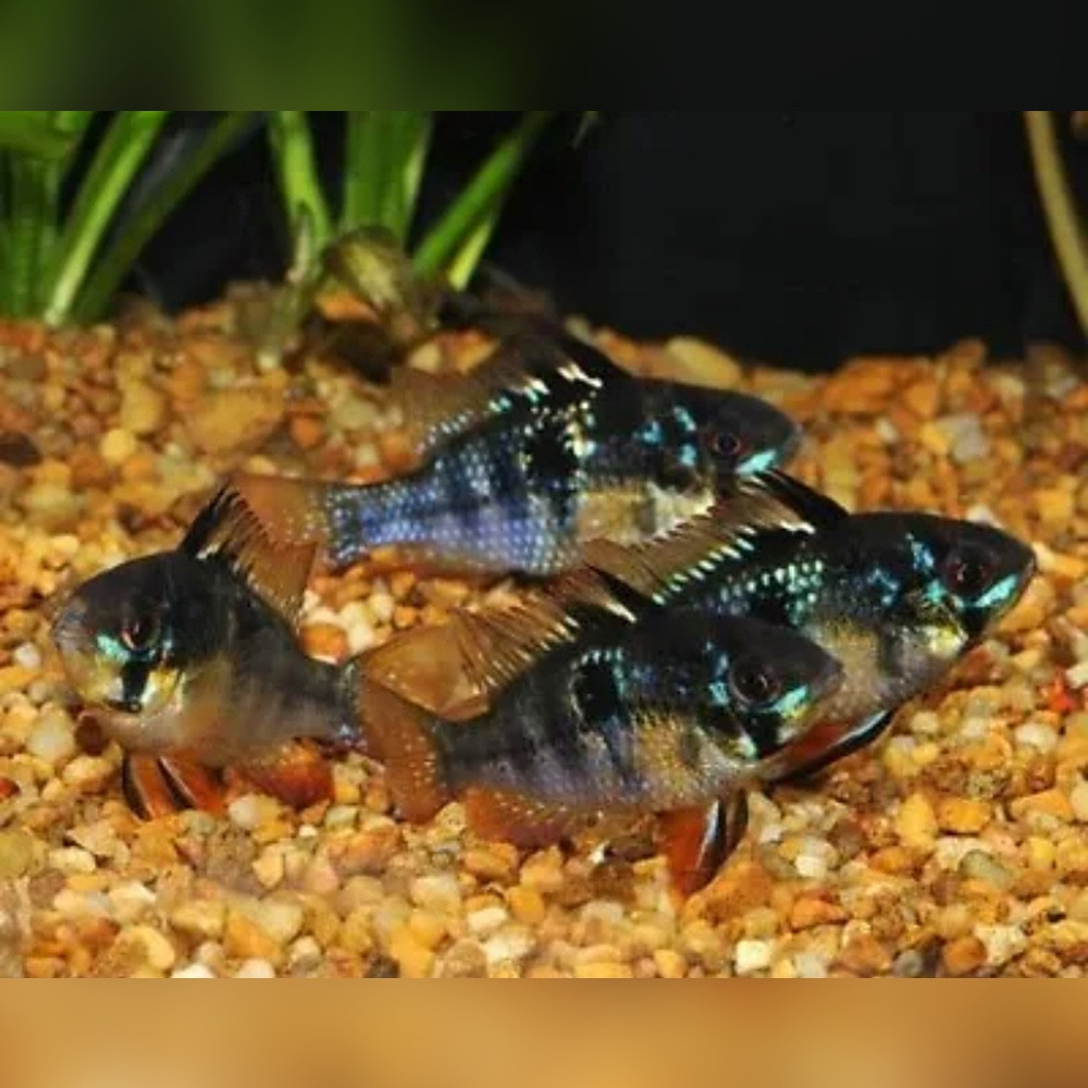 Black Ram Dwarf Cichlid | Riverpark Aquatics