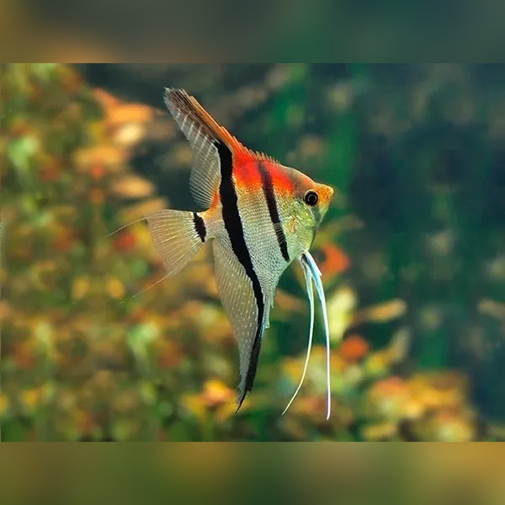 Manacapuru Redback Angelfish (Pterophyllum scalare)