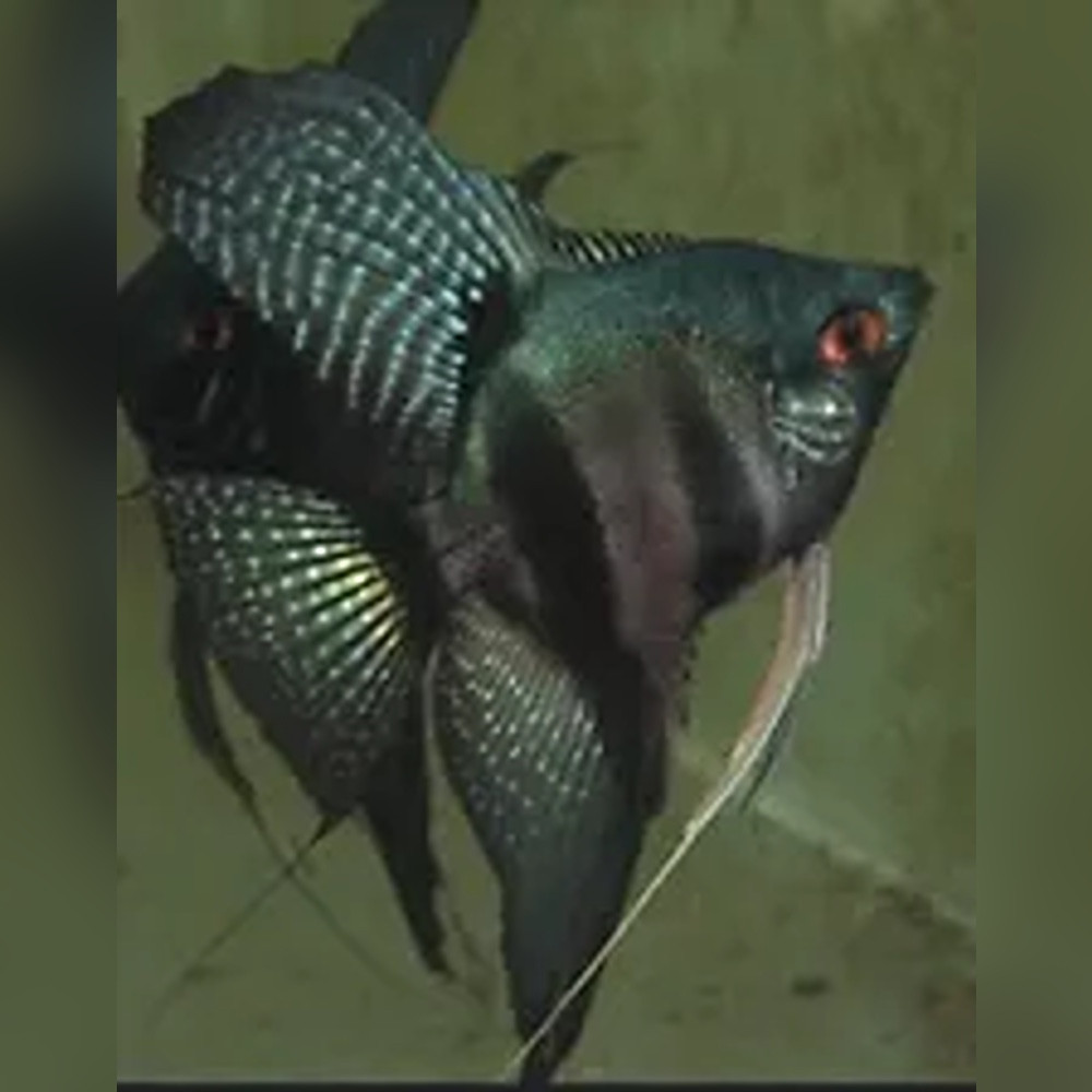 Pre-Order Green Ghost Pinoy Angelfish (Pterophyllum Scalare) Tropical ...