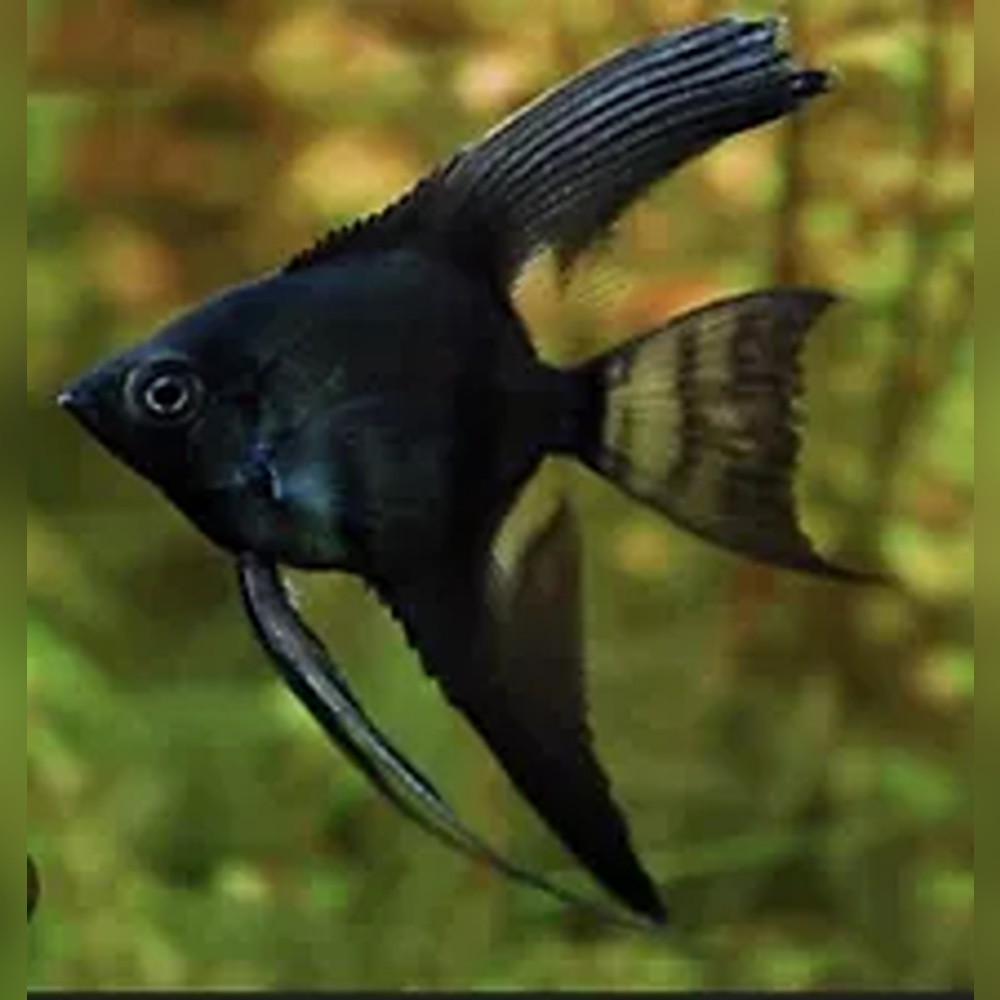 Pre-Order Black Pinoy Angelfish (Pterophyllum Scalare) Tropical Fish at ...