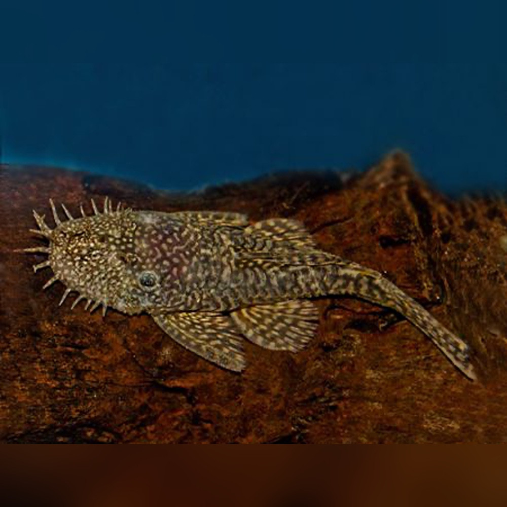Adult Common Bristlenose Catfish (Ancistrus sp.) | Riverpark Aquatics