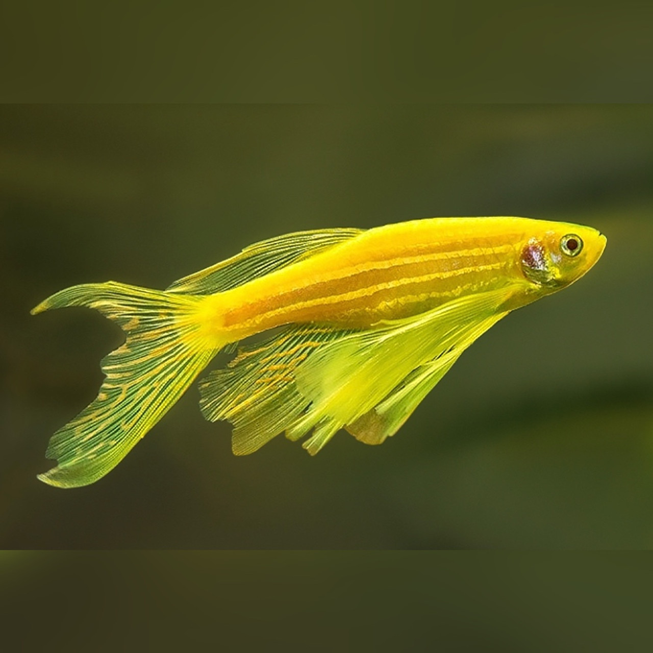 Longfin Gold Zebra Danio (Danio rerio)