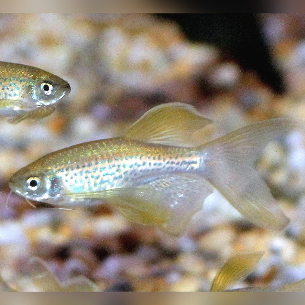 Longfin Leopard Danio (Danio frankei)