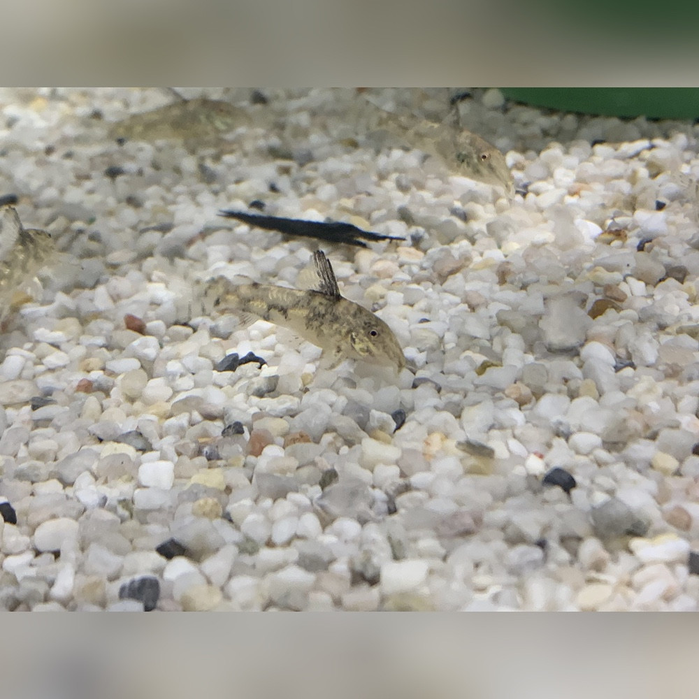 Bearded Cory (Scleromystax barbatus)