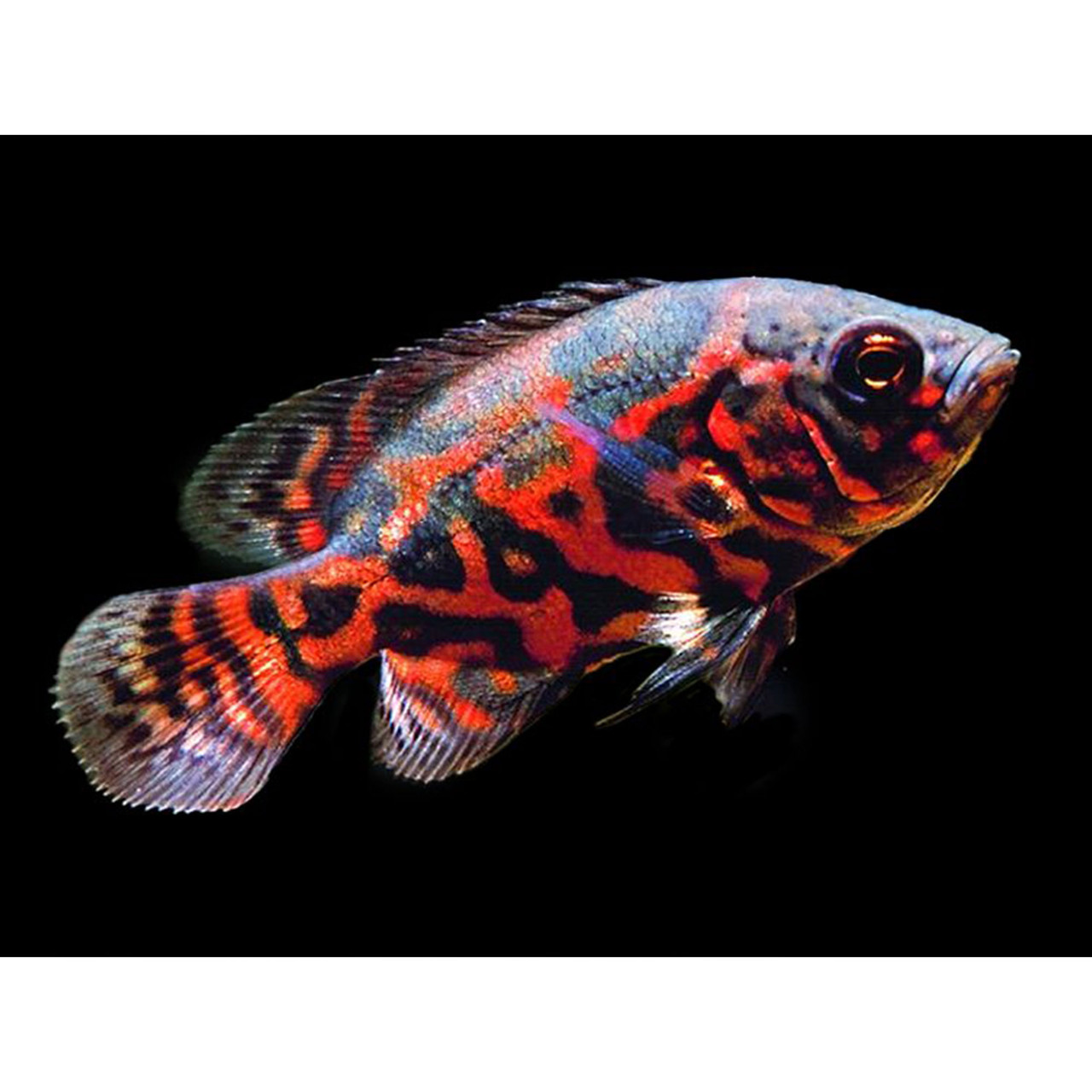 Tiger Oscar Fish Full Grown