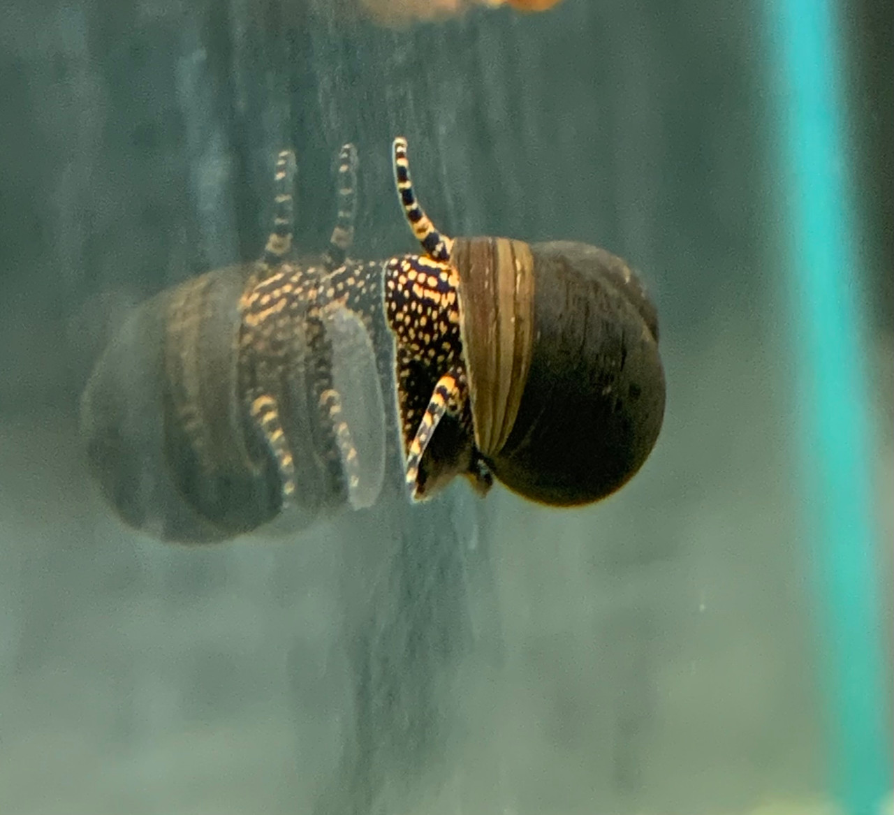 Orange Spotted Papau Snail (Notopala sp.)