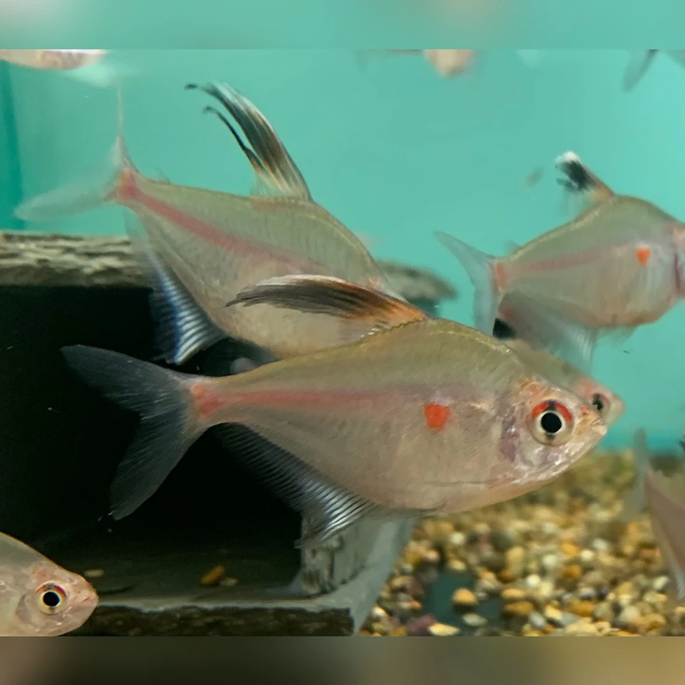 Bleeding Heart Tetra (Hyphessobrycon erythrostigma)