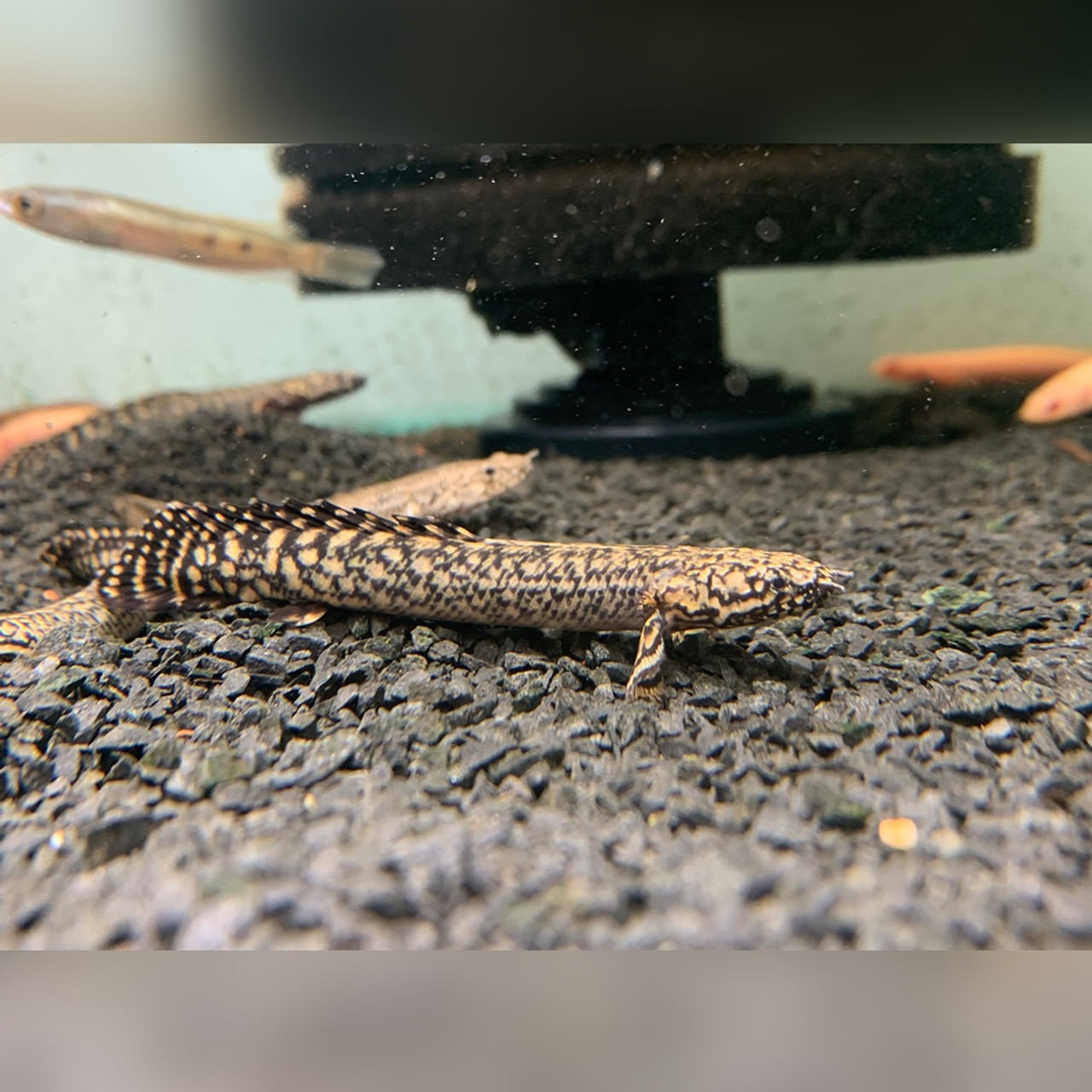 Ornate Bichir Polypterus Ornatipinnis Riverpark Aquatics