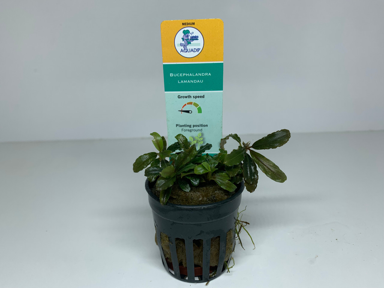 Bucephalandra lamandau - 5cm Pot