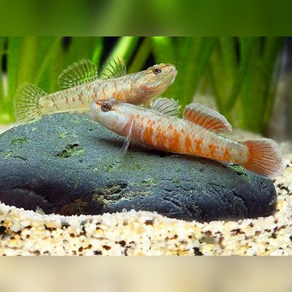 Shop Online for Freshwater Gobies and Gudgeons | Riverpark Aquatics UK