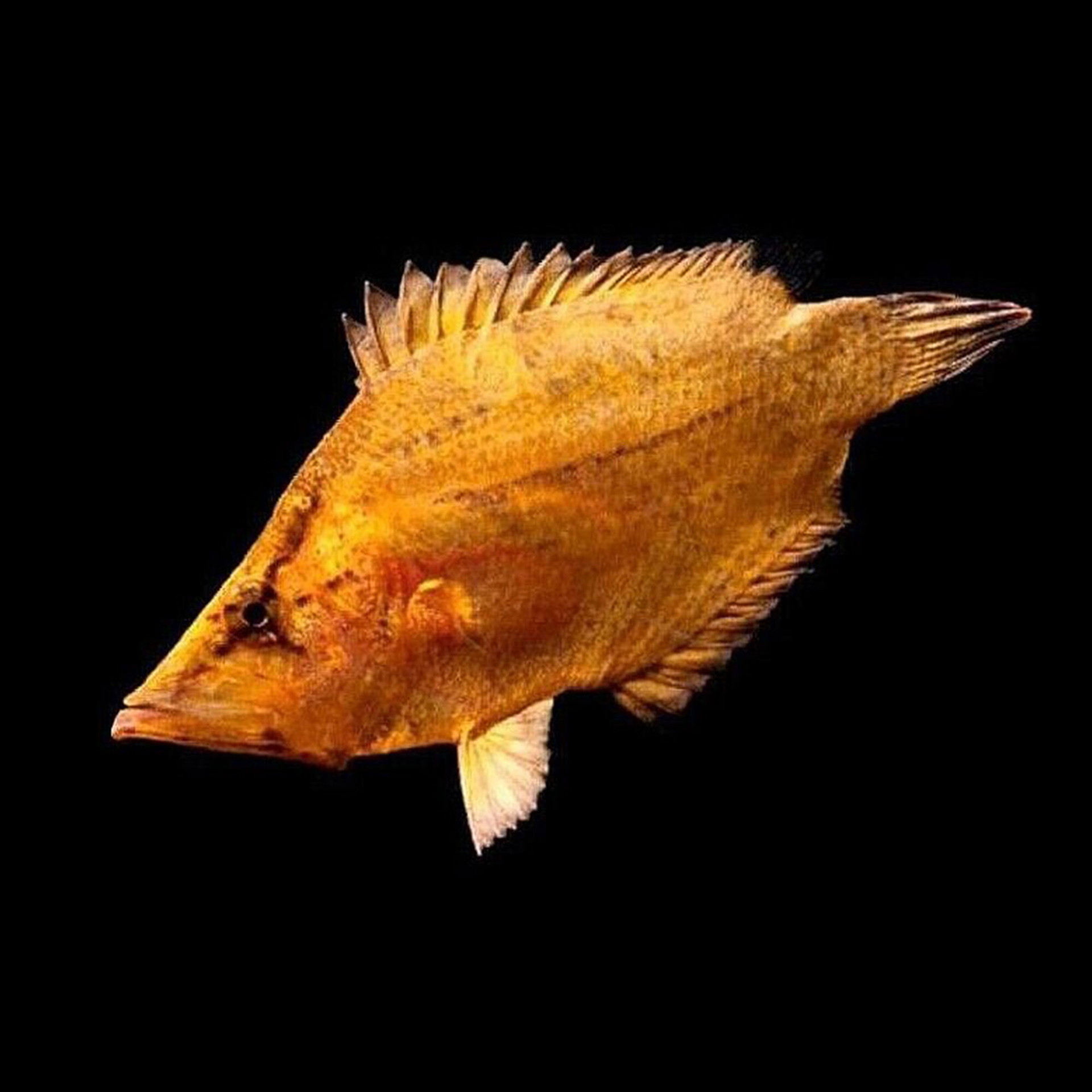 Shop Online for Leaf Fish | Riverpark Aquatics UK