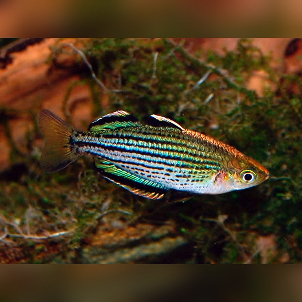 Dwarf Neon Rainbowfish (Melanotaenia praecox)