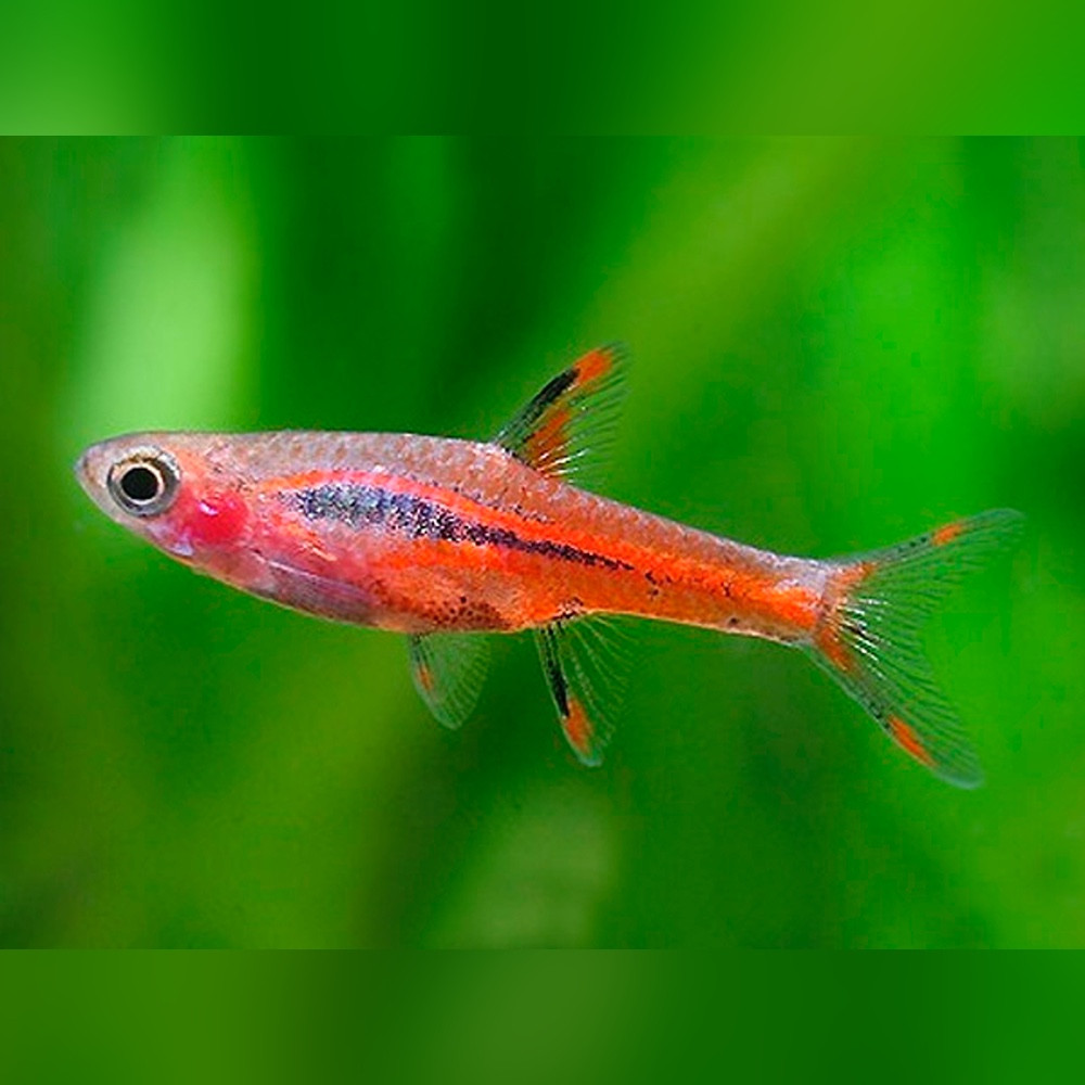 Chili Rasbora (Boraras brigittae)