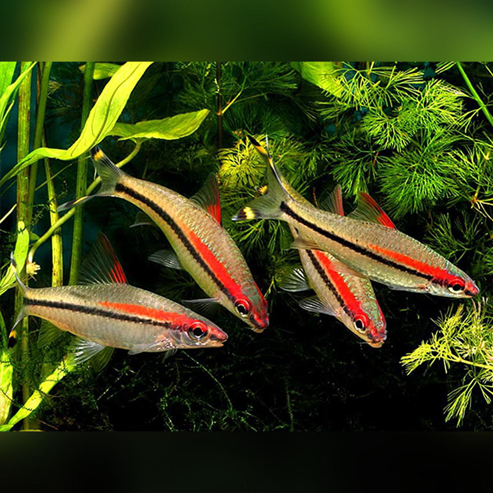 Torpedo Denison Barb (Sahyadria denisonii) 5cm