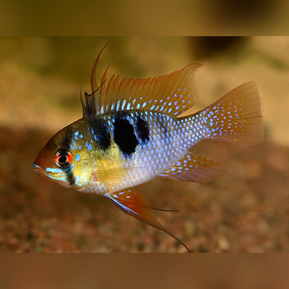 Bolivian Ram Dwarf Cichlid (Mikrogeophagus altispinosus)