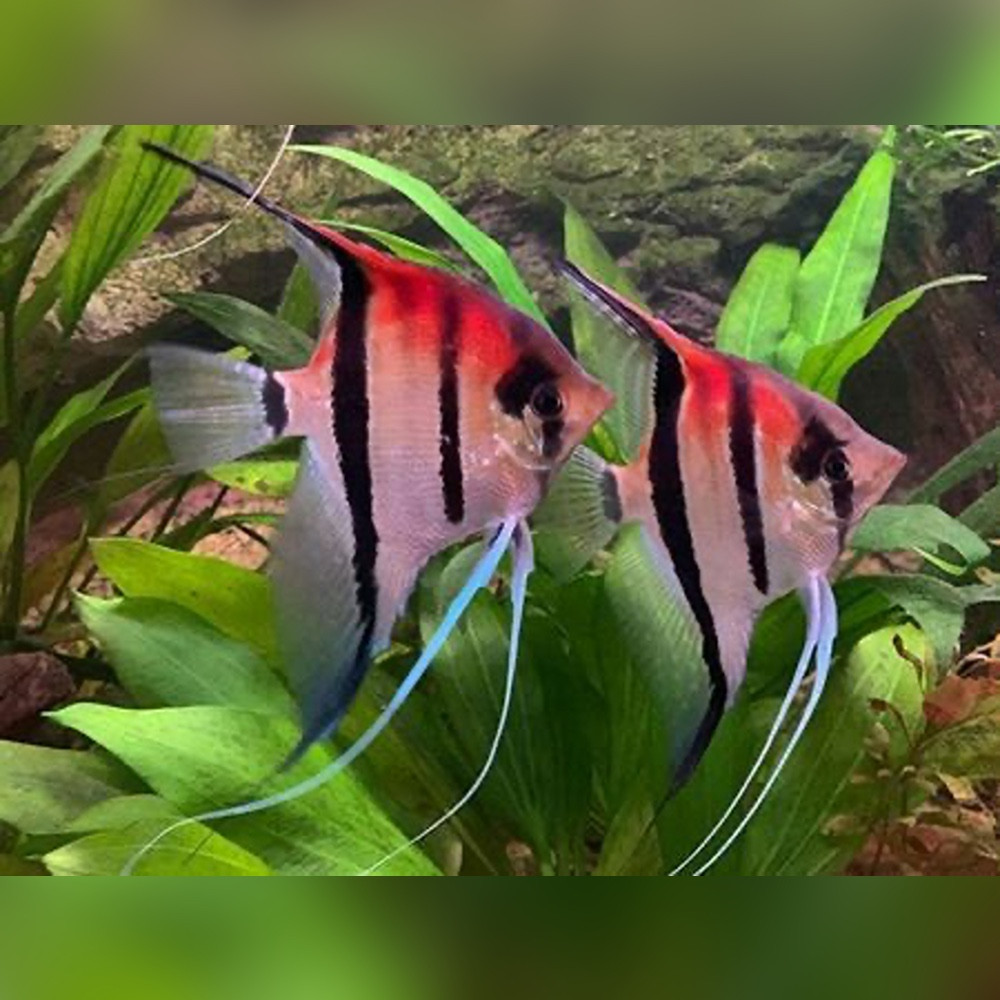 Shop Online for Freshwater Livestock | Riverpark Aquatics