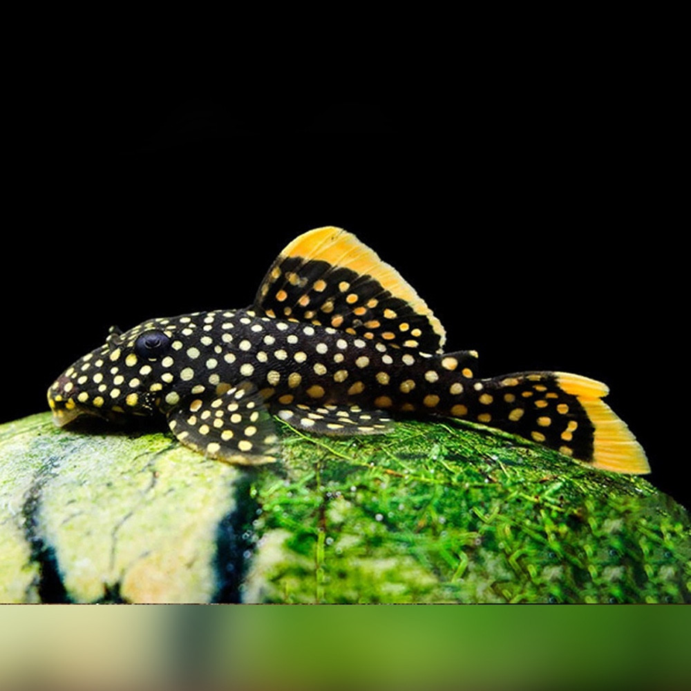 Shop Online for Plecos | Riverpark Aquatics UK