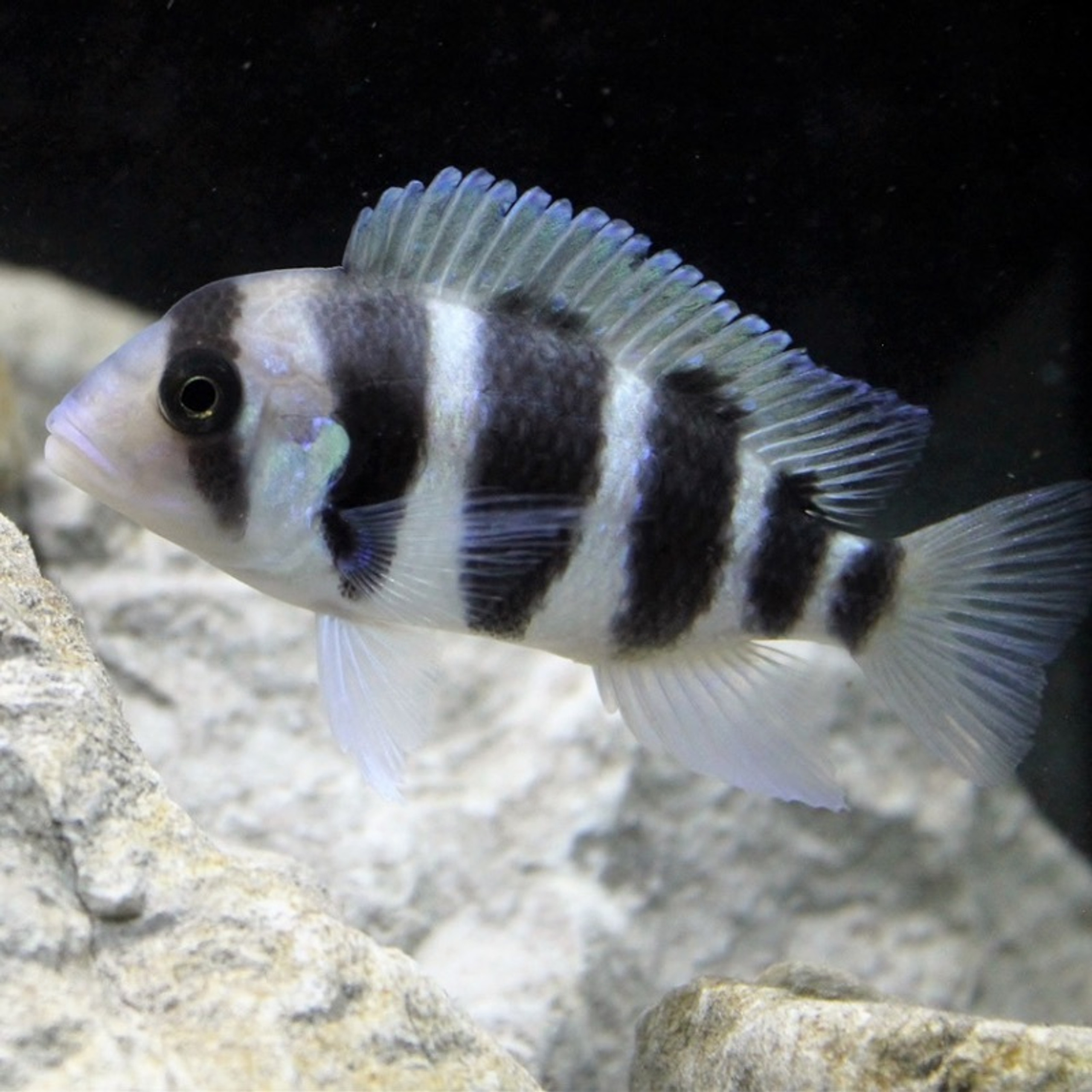 Shop Online for Lake Tanganyika Cichlids | Riverpark Aquatics UK