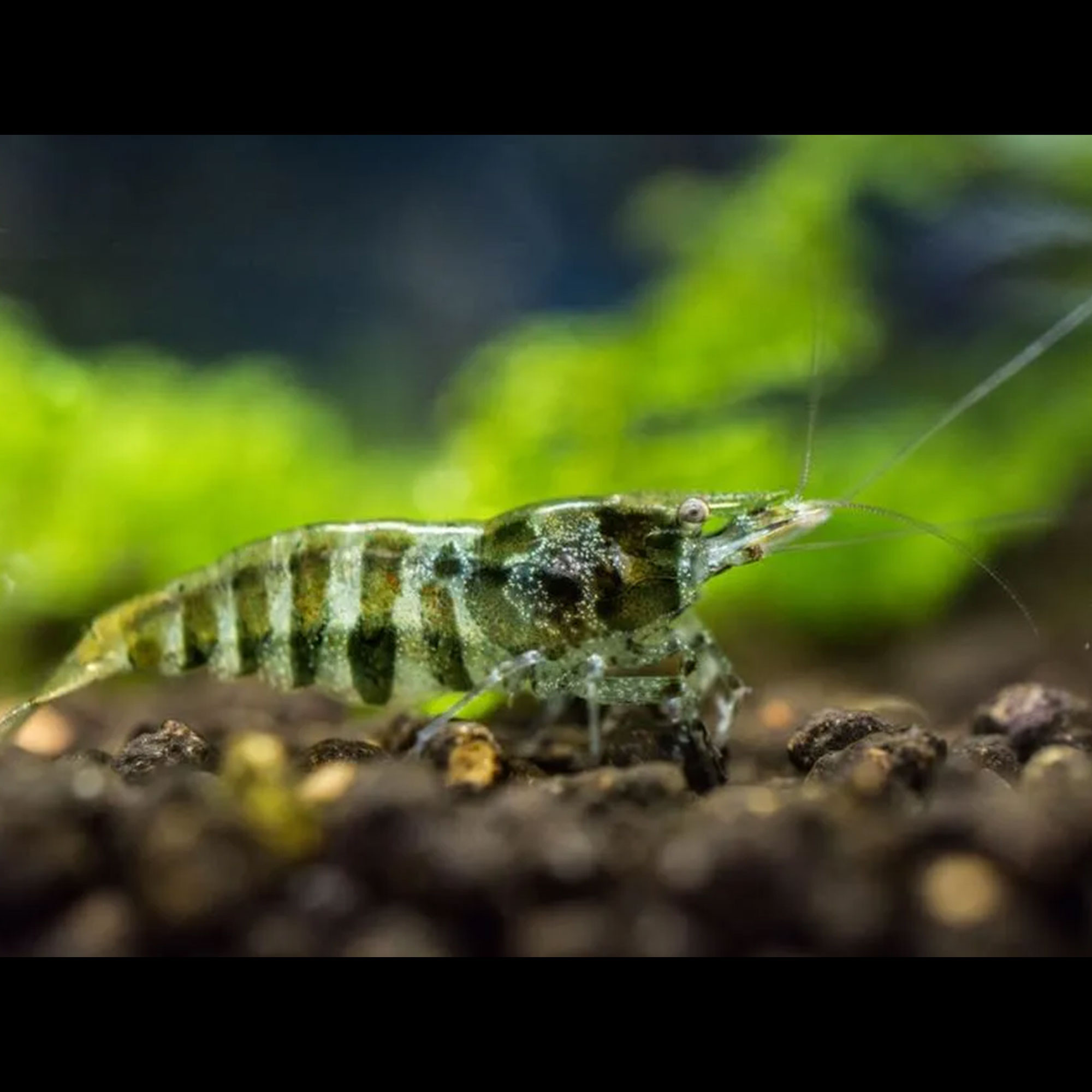 Shop Online for Freshwater Shrimps | Riverpark Aquatics UK