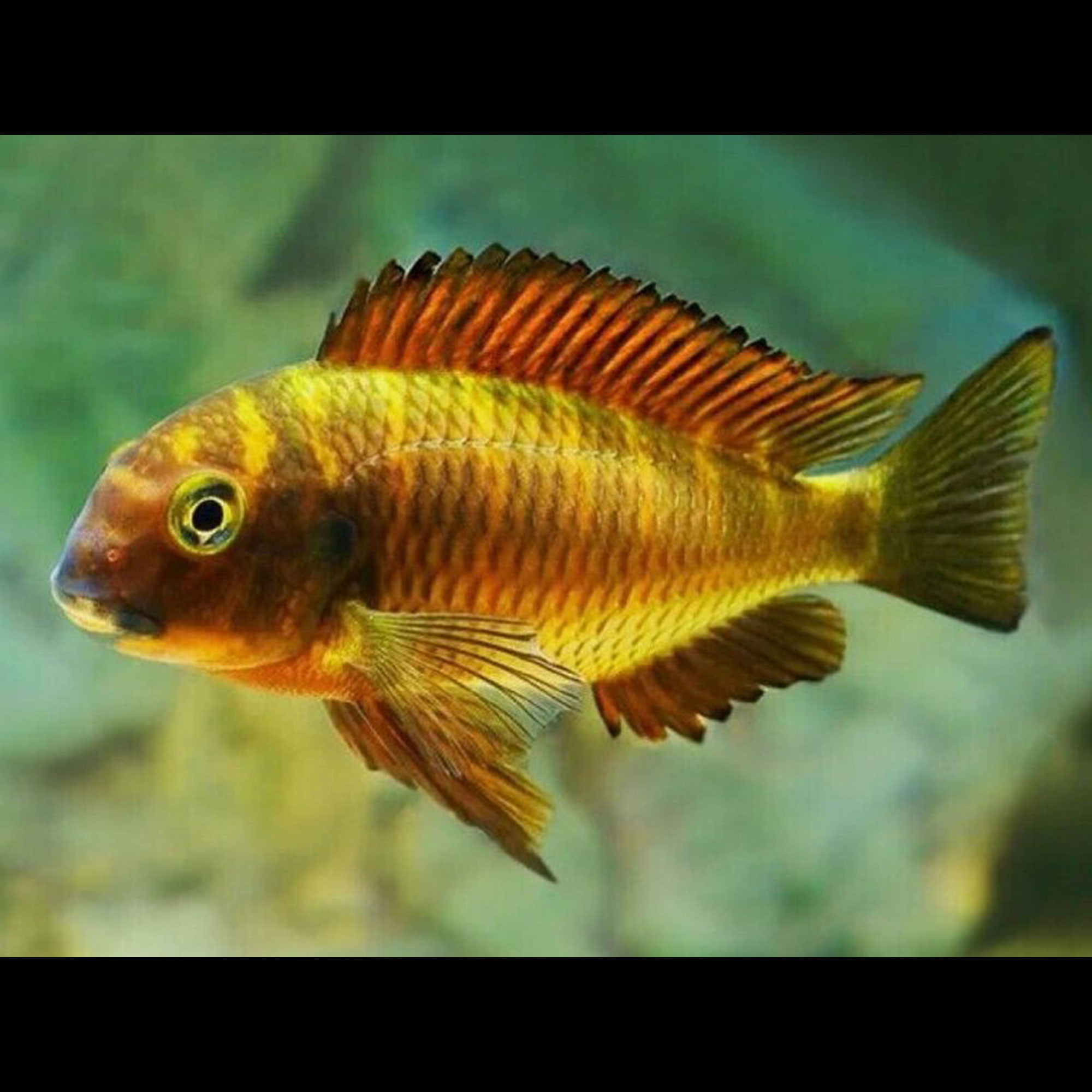 Buy Tropical Fish Online | Tropical Aquarium Fish For Sale | UK ...