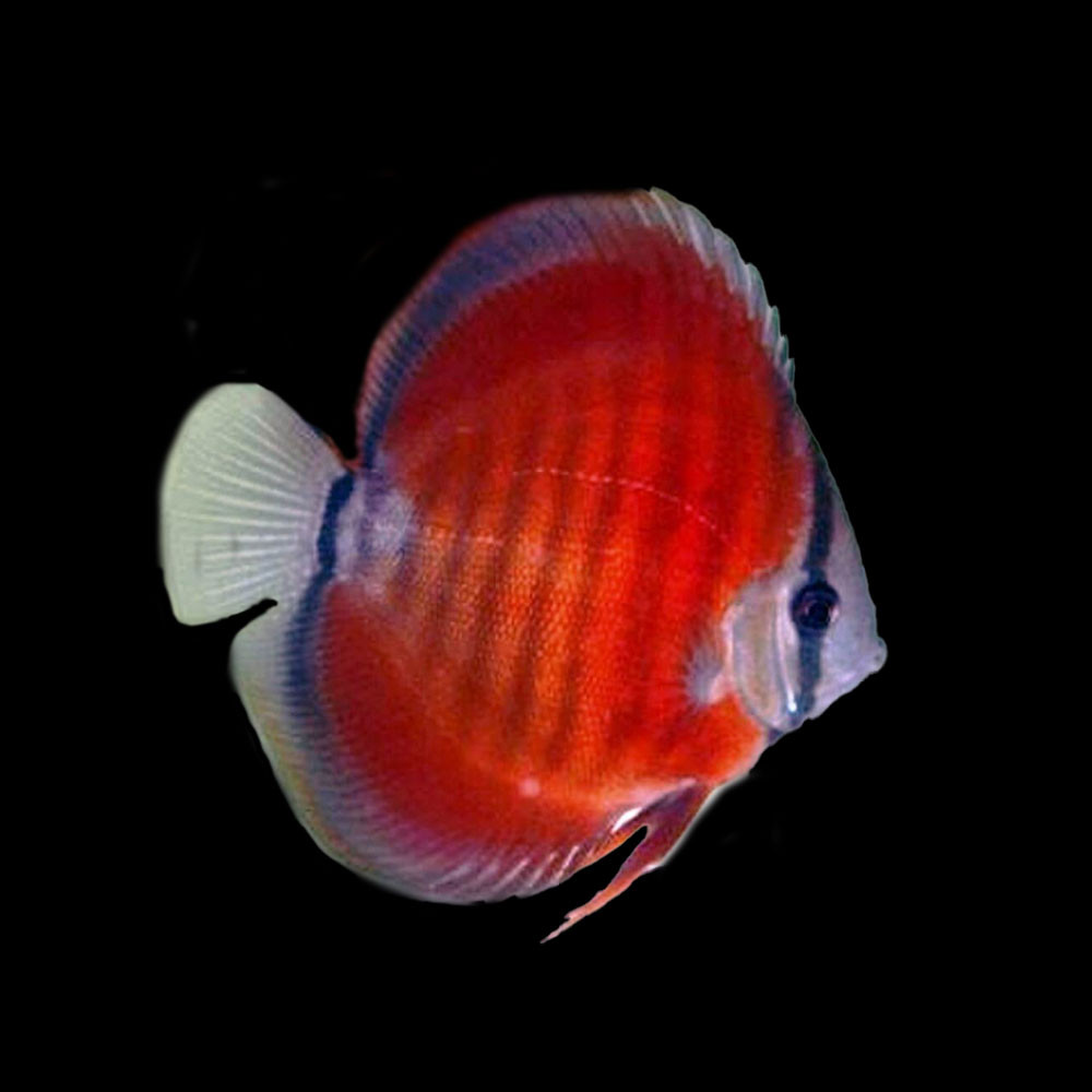 Shop Online for Discus | Riverpark Aquatics UK