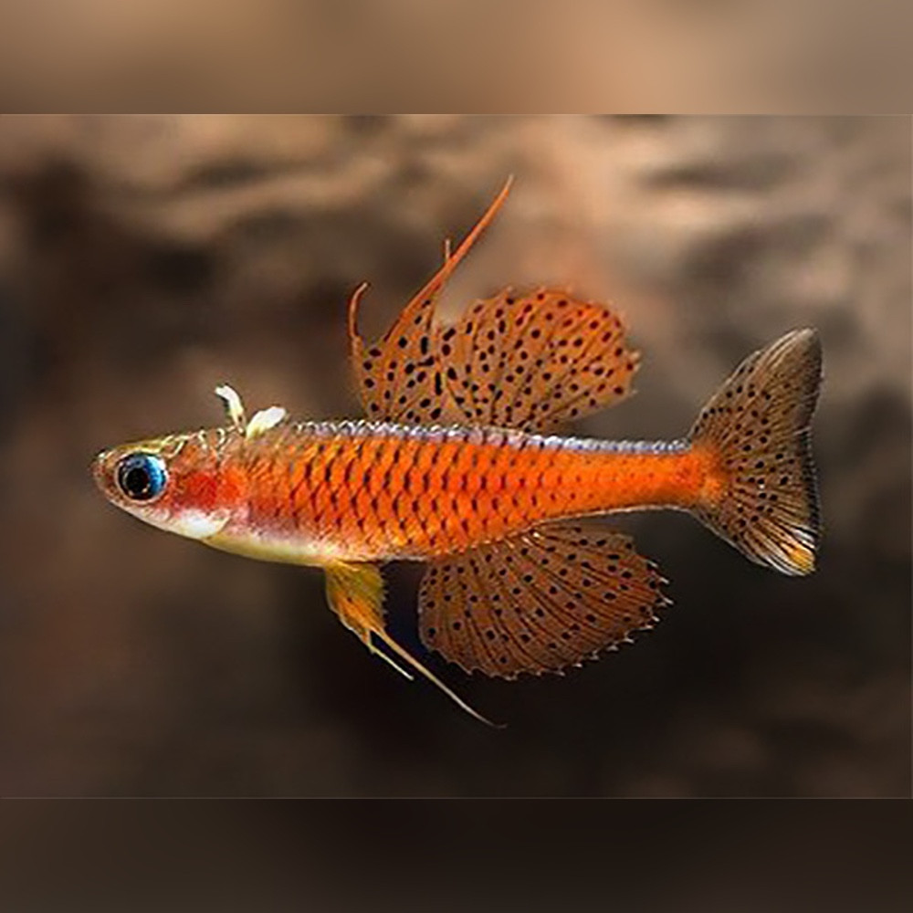 Red Neon Blue Eye Rainbowfish (Pseudomugil luminatus)