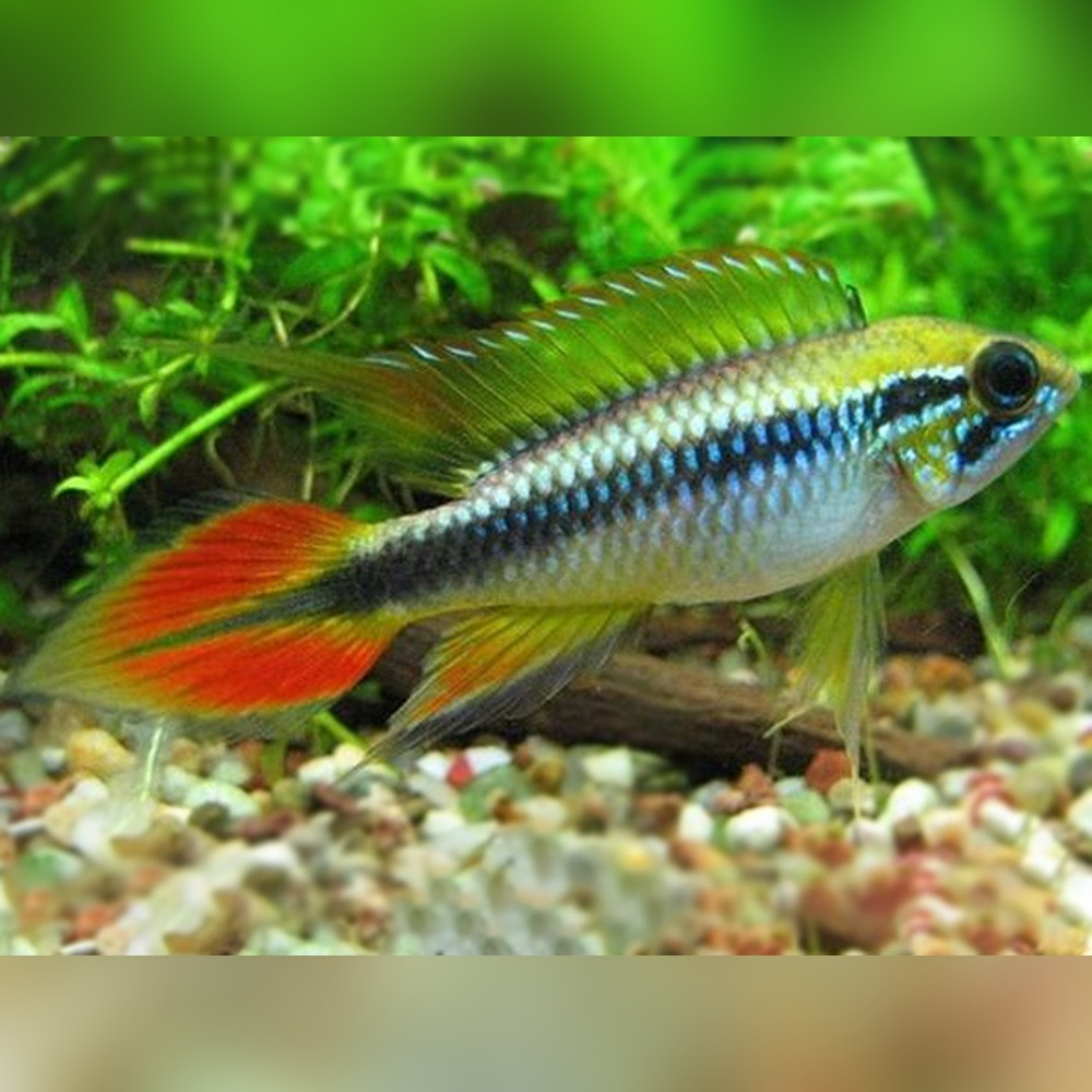 German Ram Dwarf Cichlid | Riverpark Aquatics
