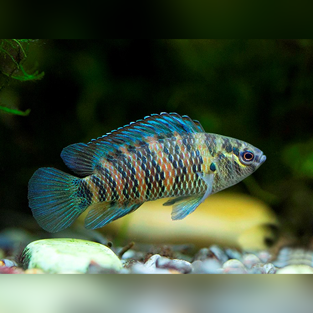 Badis Badis (Badis badis)