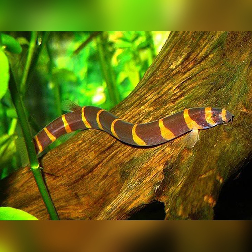 Shop Online for Loaches and Sharks | Riverpark Aquatics UK