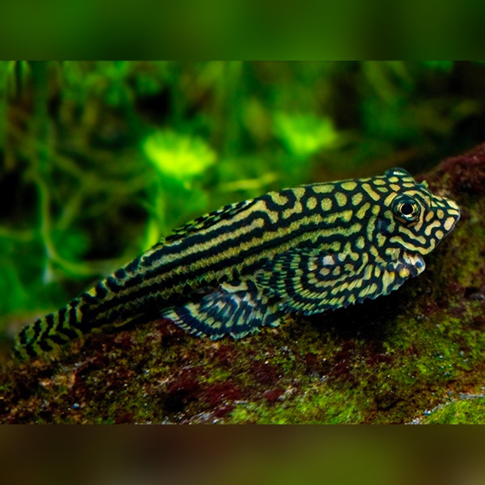Hillstream Loach (Sewellia lineolata)