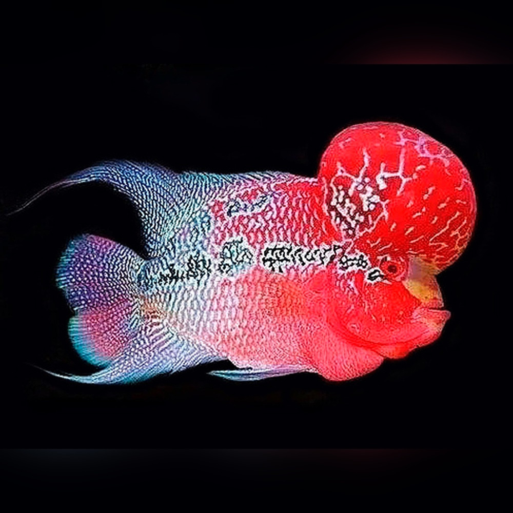 Flowerhorn Cichlid (Hybrid) | Riverpark Aquatics
