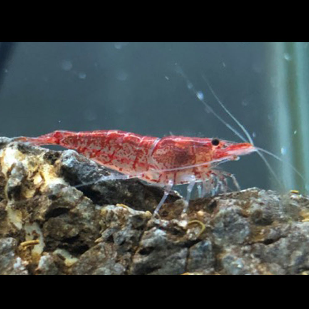 Cherry Shrimp (Neocaridina davidi)