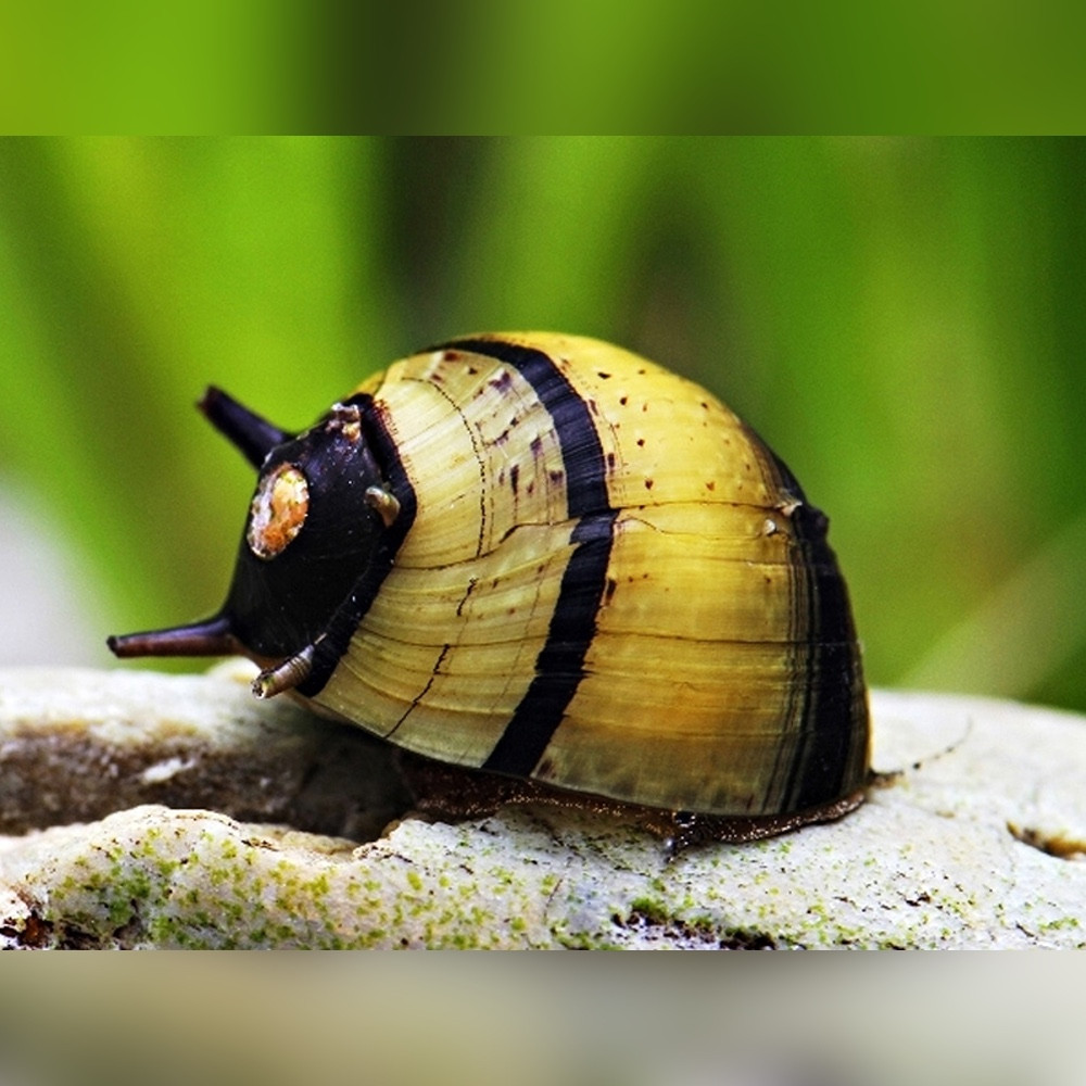 Red Spotted Nerite Snail (Vittina natalensis)