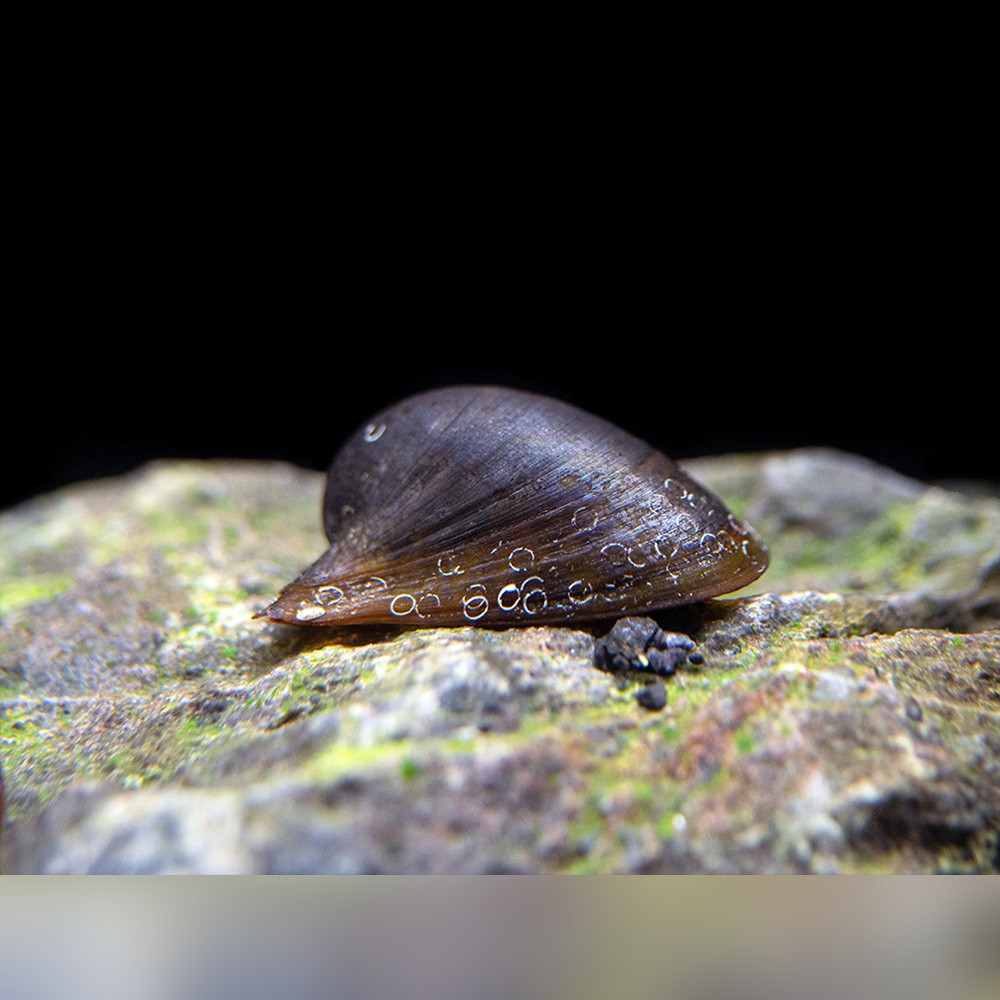 Red Spotted Nerite Snail (Vittina natalensis)