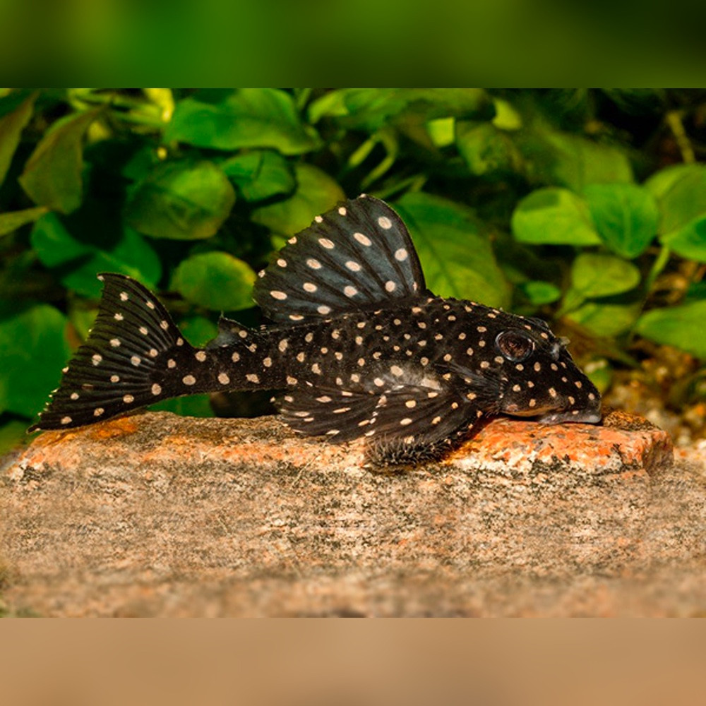 L201 Orinoco Angel Pleco (Hypancistrus sp.)