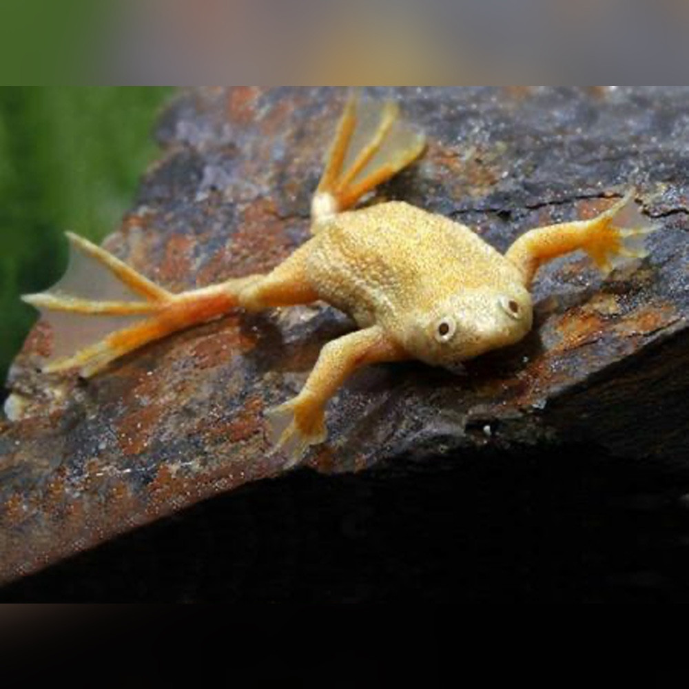 Shop Online for Aquatic Frogs | Riverpark Aquatics UK