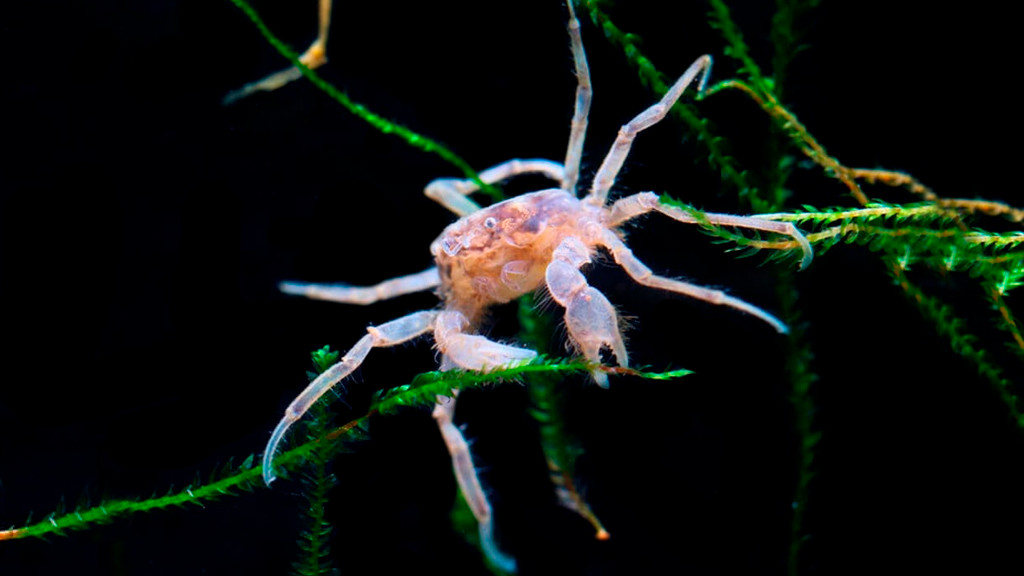 Buy Tropical Fish Online | Tropical Aquarium Fish For Sale | UK ...