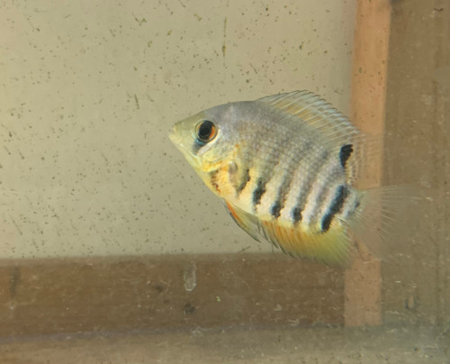 Red Shoulder Severum (Heros sp Rotkeil) 5-6cm