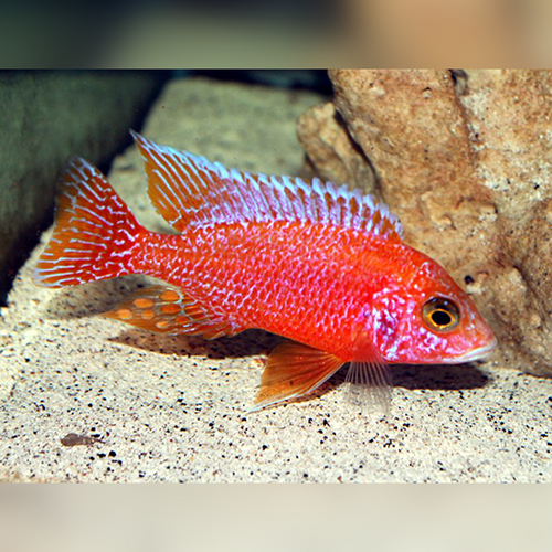 Strawberry Peacock Cichlid Aulonocara Sp 5cm