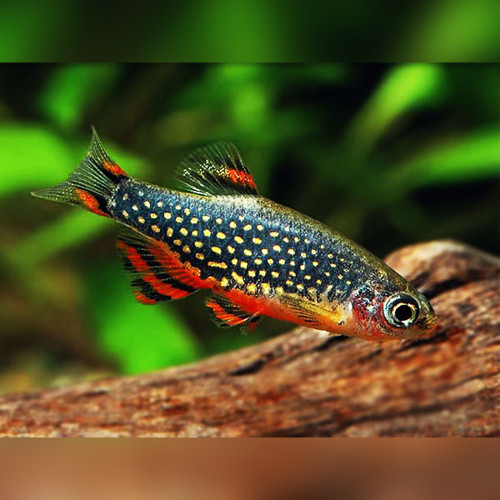 Celestial Pearl Danio (Celestichthys margaritatus)