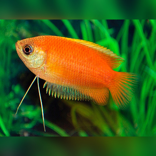 Honey Gourami (Trichogaster chun)