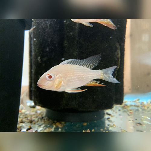 Albino Threadfin Acara Cichlid (Acarichthys heckelii)