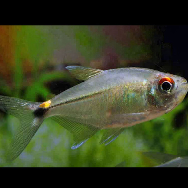 Head & Tail Light Tetra (Holopristis ocellifera)