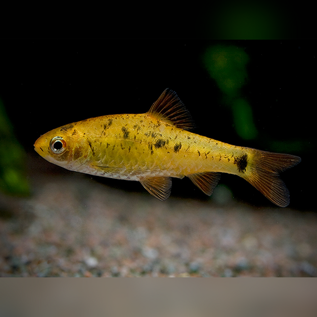 Golden Barb (Barbodes semifasciolatus)