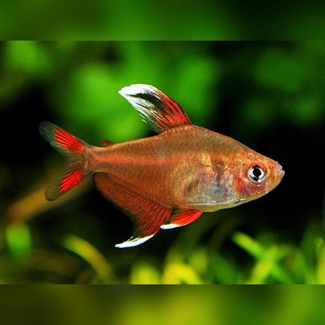 The Red Cherry Tetra (Hyphessobrycon sp. "Muzel Red Cherry")