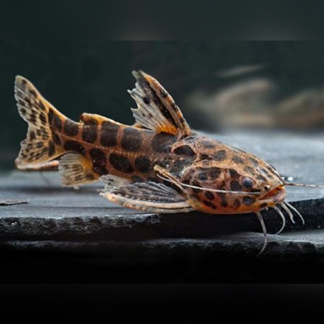 Shop Online for Freshwater Livestock | Riverpark Aquatics