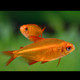 The Red Cherry Tetra (Hyphessobrycon sp. "Muzel Red Cherry")