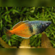 Checkered Rainbowfish (Melanotaenia splendida inornata)