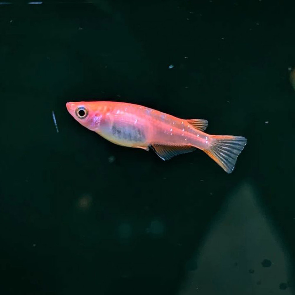 Red Emperor Medaka Ricefish (Oryzias latipes)